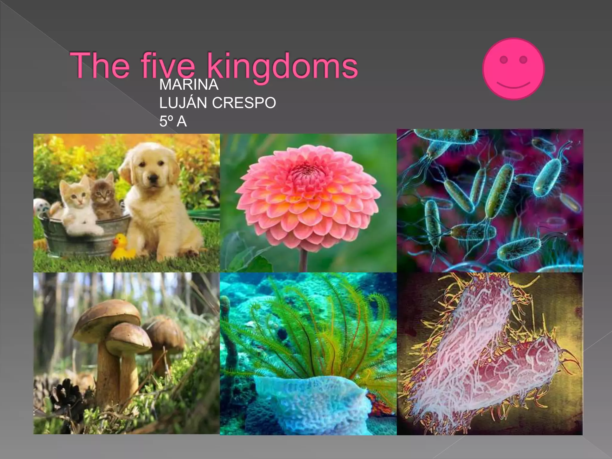 Marina the five kingdoms | PPT