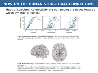 Information transfer in dynamical models implemented on the brain ...