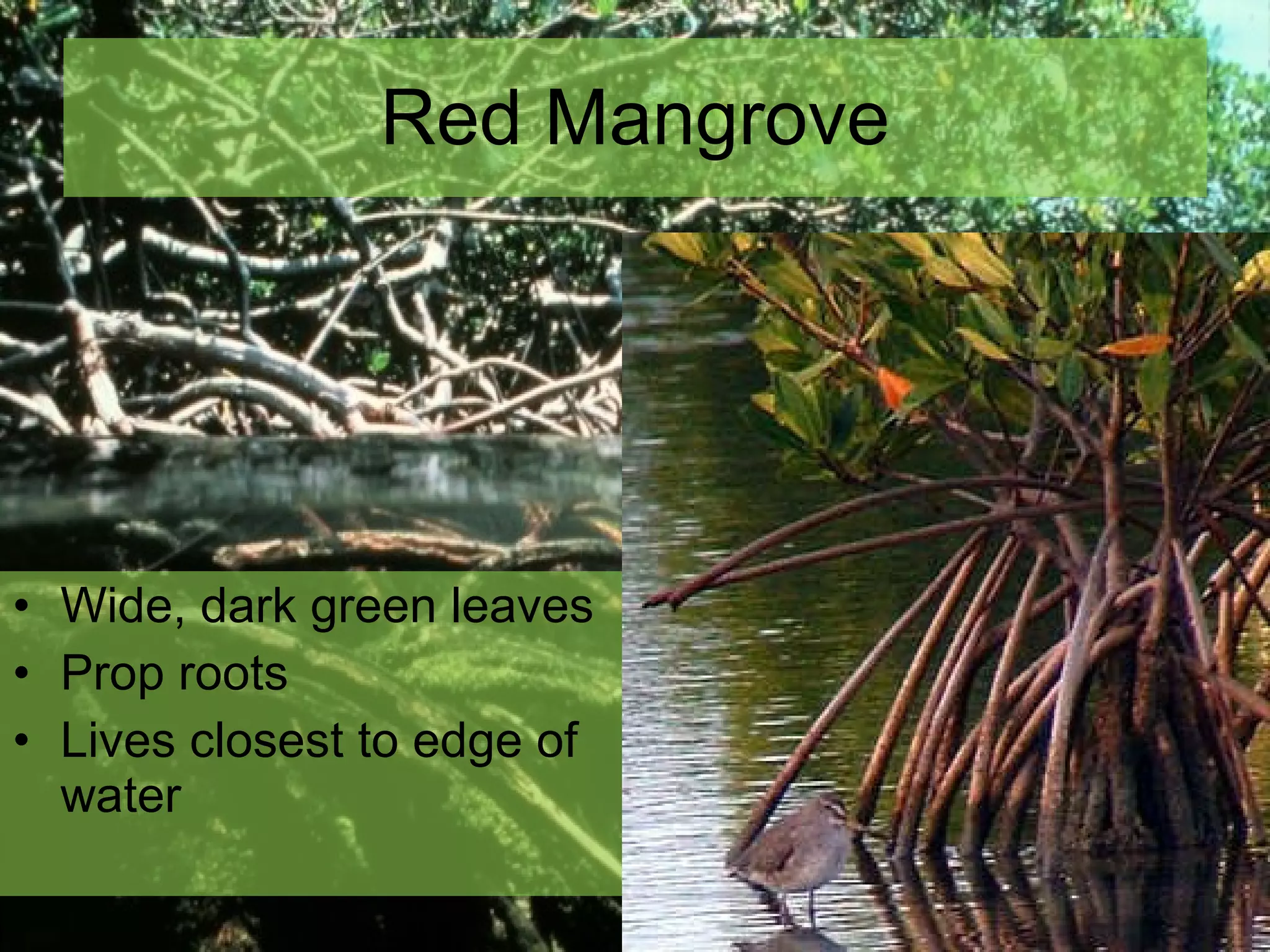 Mangroves Ppt