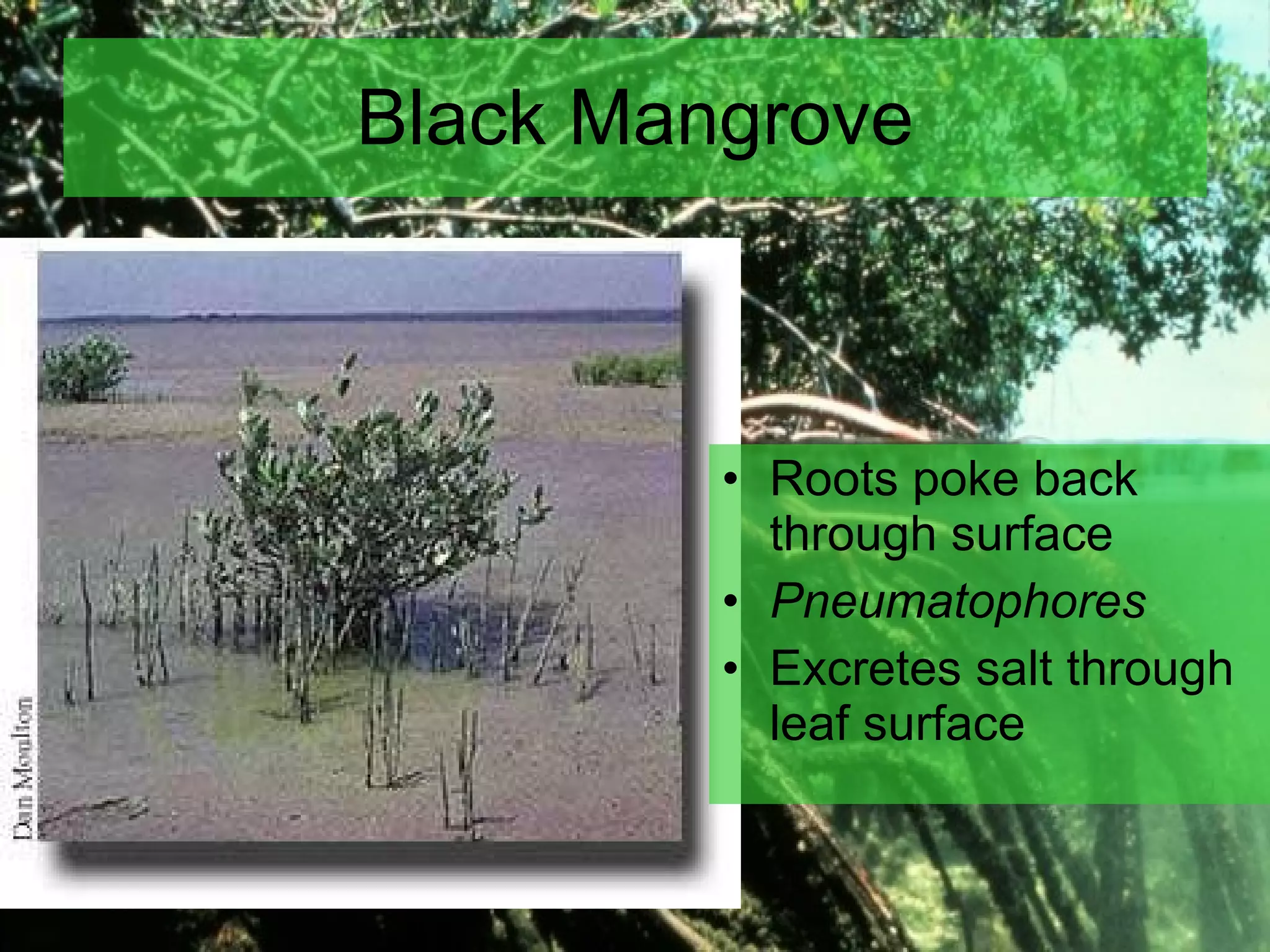 Mangroves | PPT