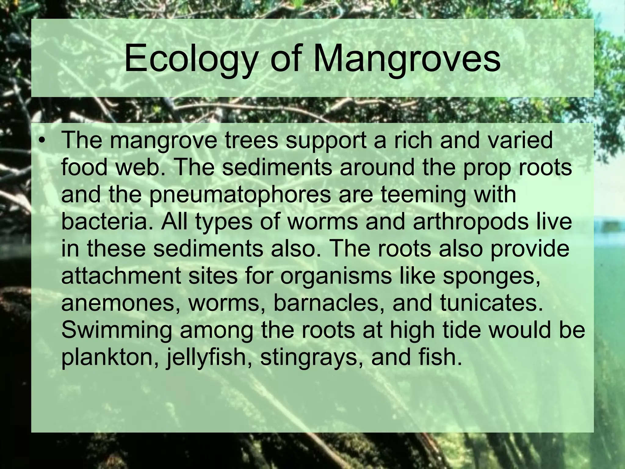 Mangroves | PPT