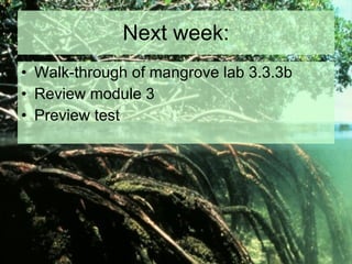Mangroves | PPT