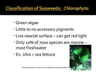 Marine Plants | PPT