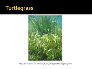 Marine Plants | PPT