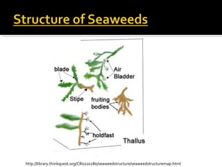 Marine Plants | PPT