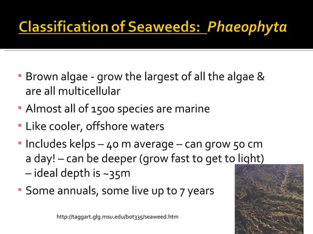 Marine Plants | PPT