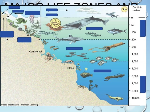 Marine Biomes | PPT