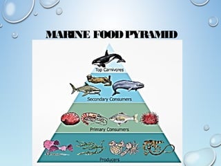 Ocean Food Pyramid