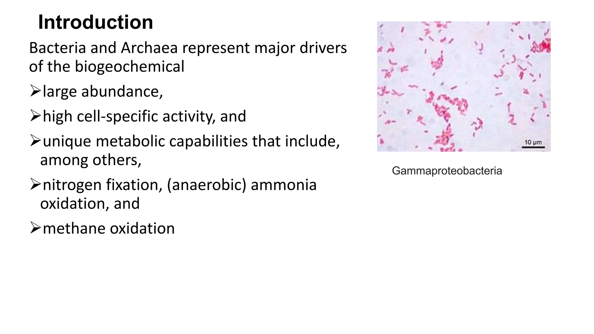 Marine-Bacteria-and-Archaea presentation | PPT