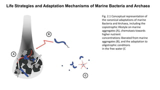 Marine-Bacteria-and-Archaea presentation | PPTX