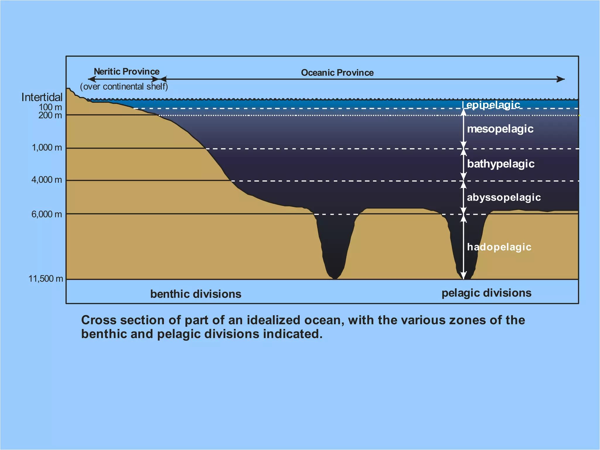 marine-ecosystems-bio.pptx
