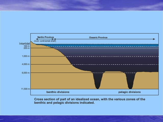marine-ecosystems-bio.pptx