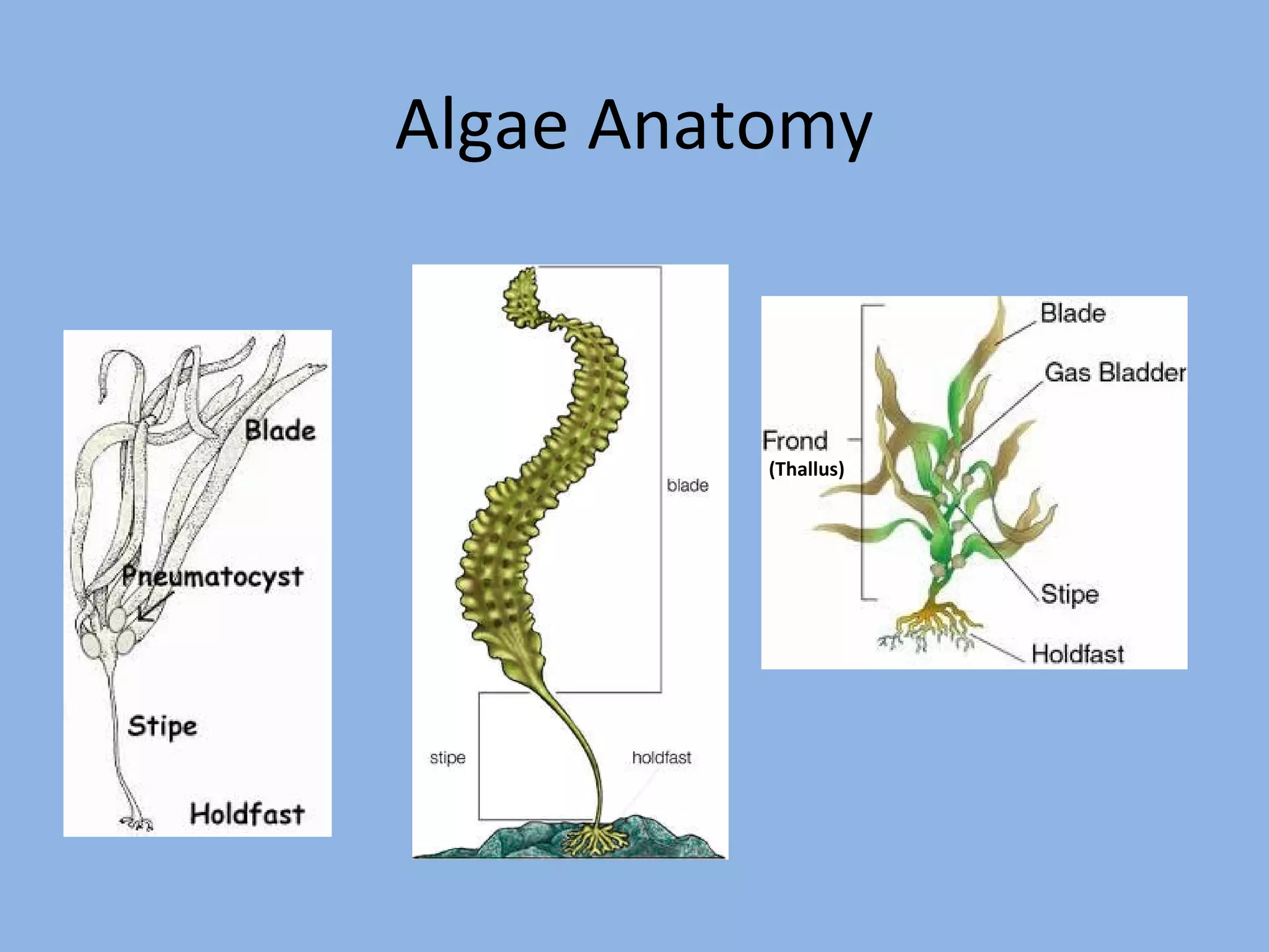 Marine algae | PPT