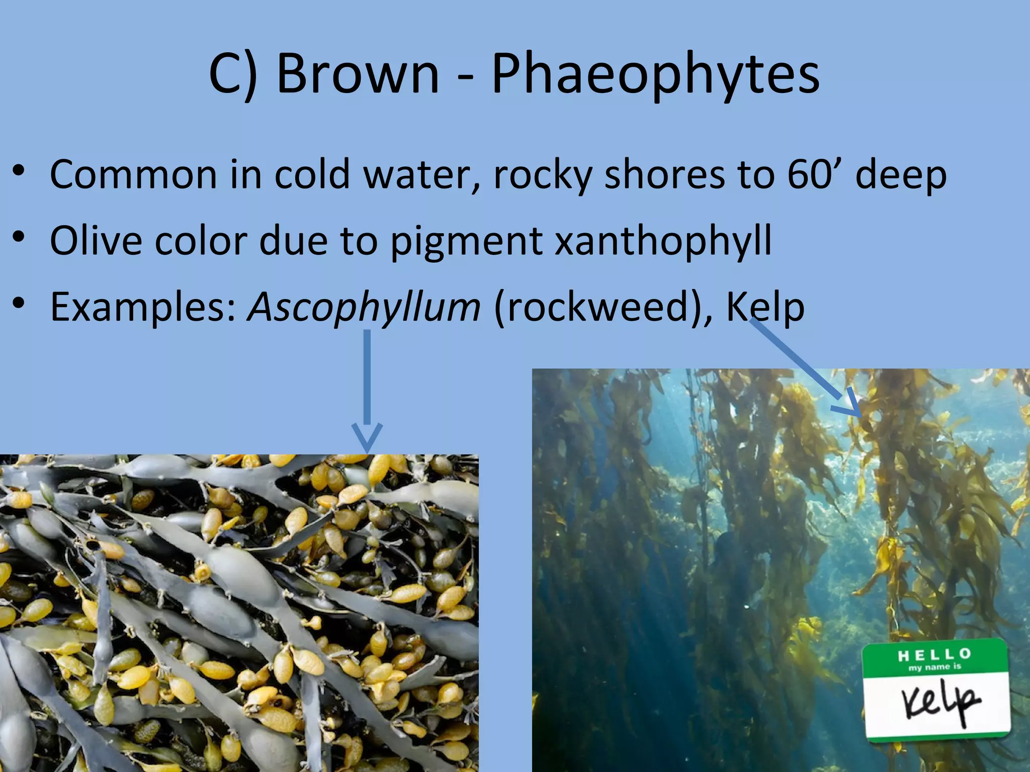 Marine algae | PPT