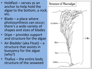 Marine algae | PPT
