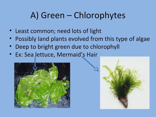 Marine algae | PPT
