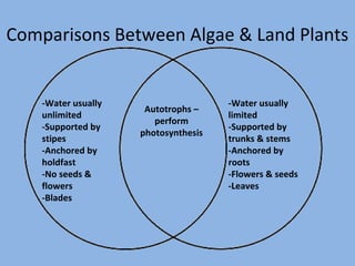 Marine algae | PPT