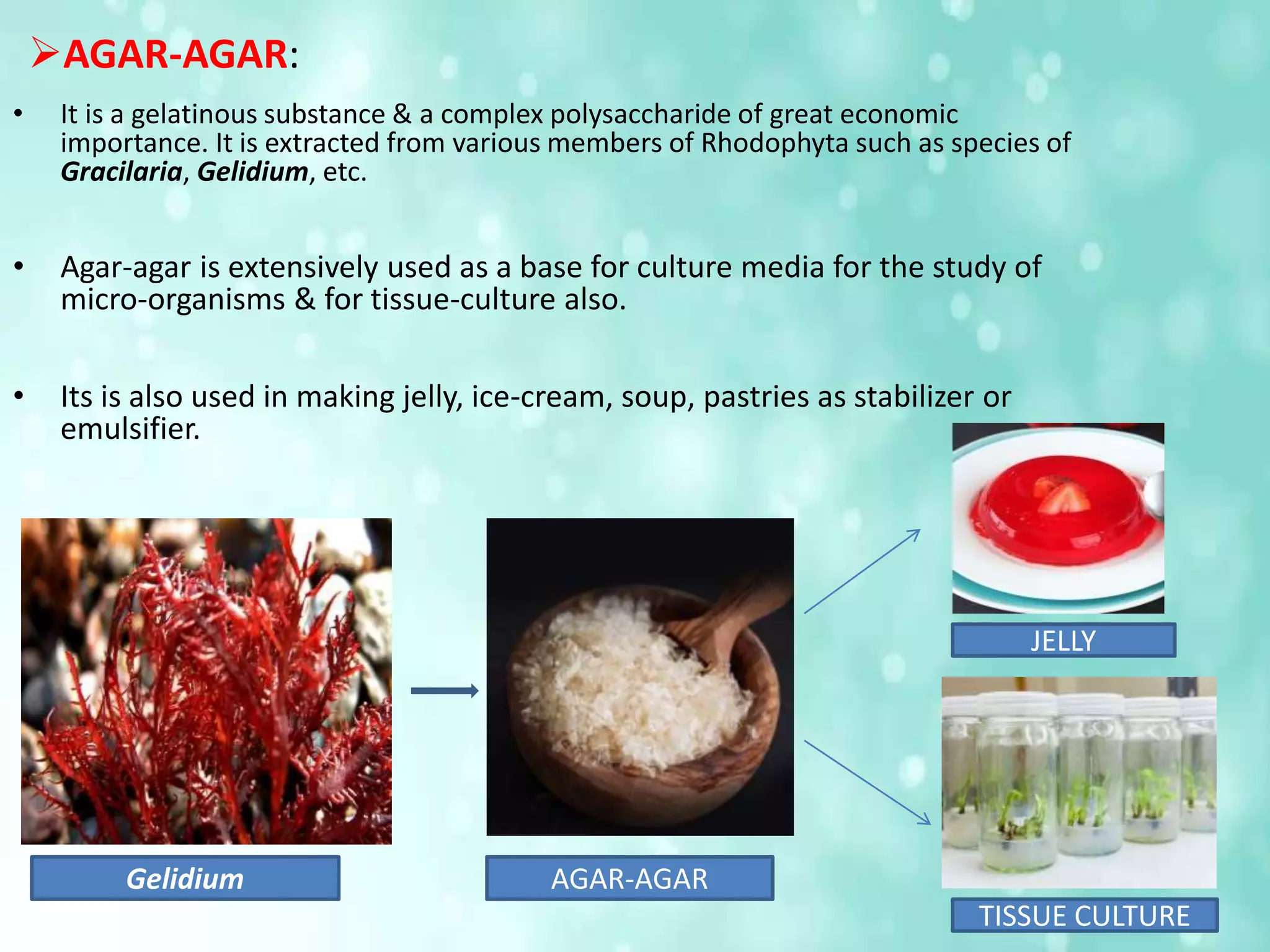 Role of marine algae in human welfare | PPTX