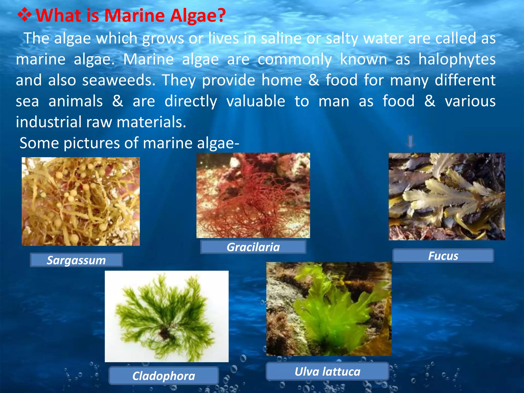 Role of marine algae in human welfare | PPTX