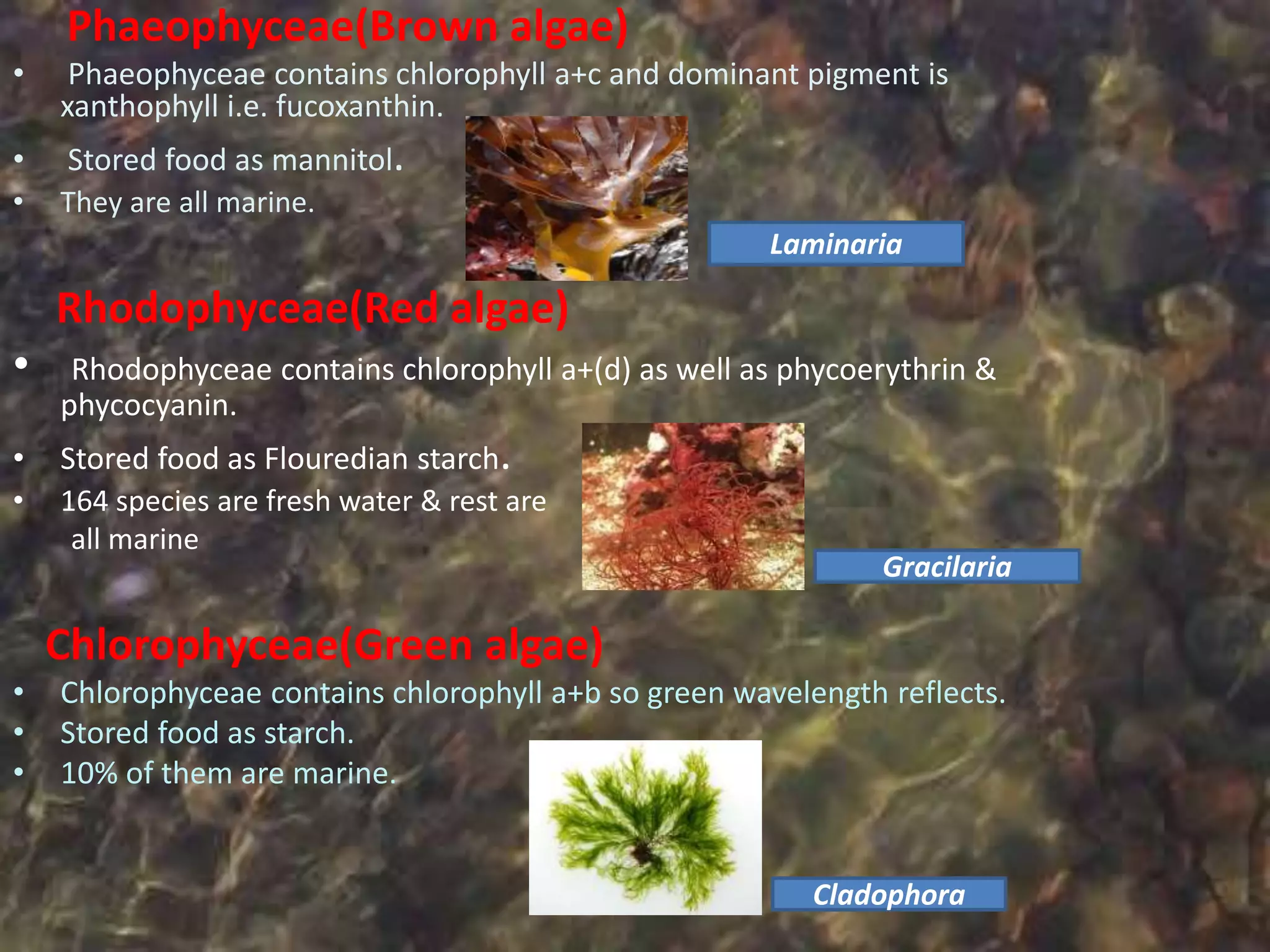 Role of marine algae in human welfare | PPTX