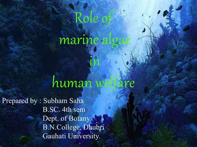 Role of marine algae in human welfare | PPTX | Geography | Science