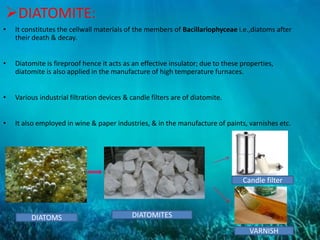Role of marine algae in human welfare | PPTX