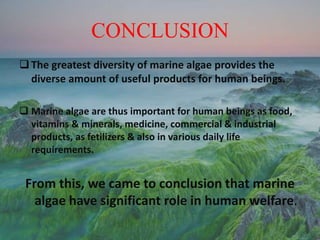 Role of marine algae in human welfare | PPTX