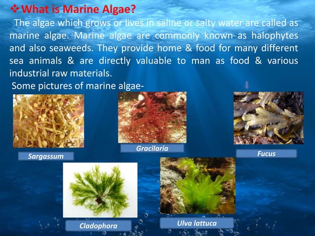 Role of marine algae in human welfare | PPTX | Geography | Science