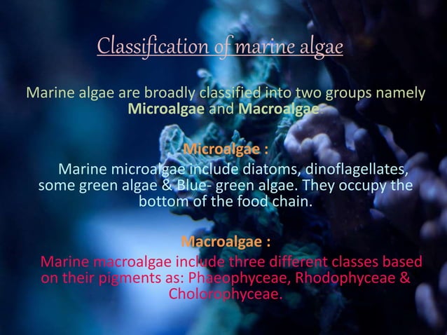 Role of marine algae in human welfare | PPTX | Geography | Science