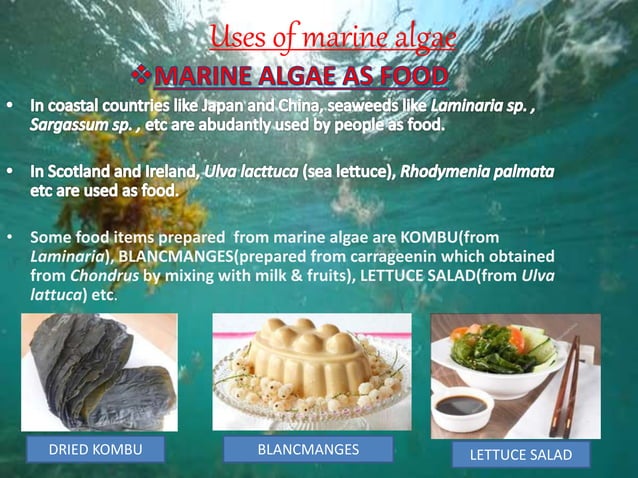 Role of marine algae in human welfare | PPTX | Geography | Science