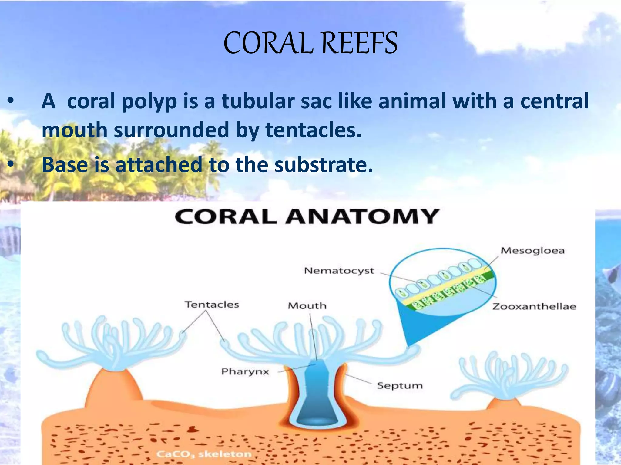 Marine and coastal ecosystems | PPTX
