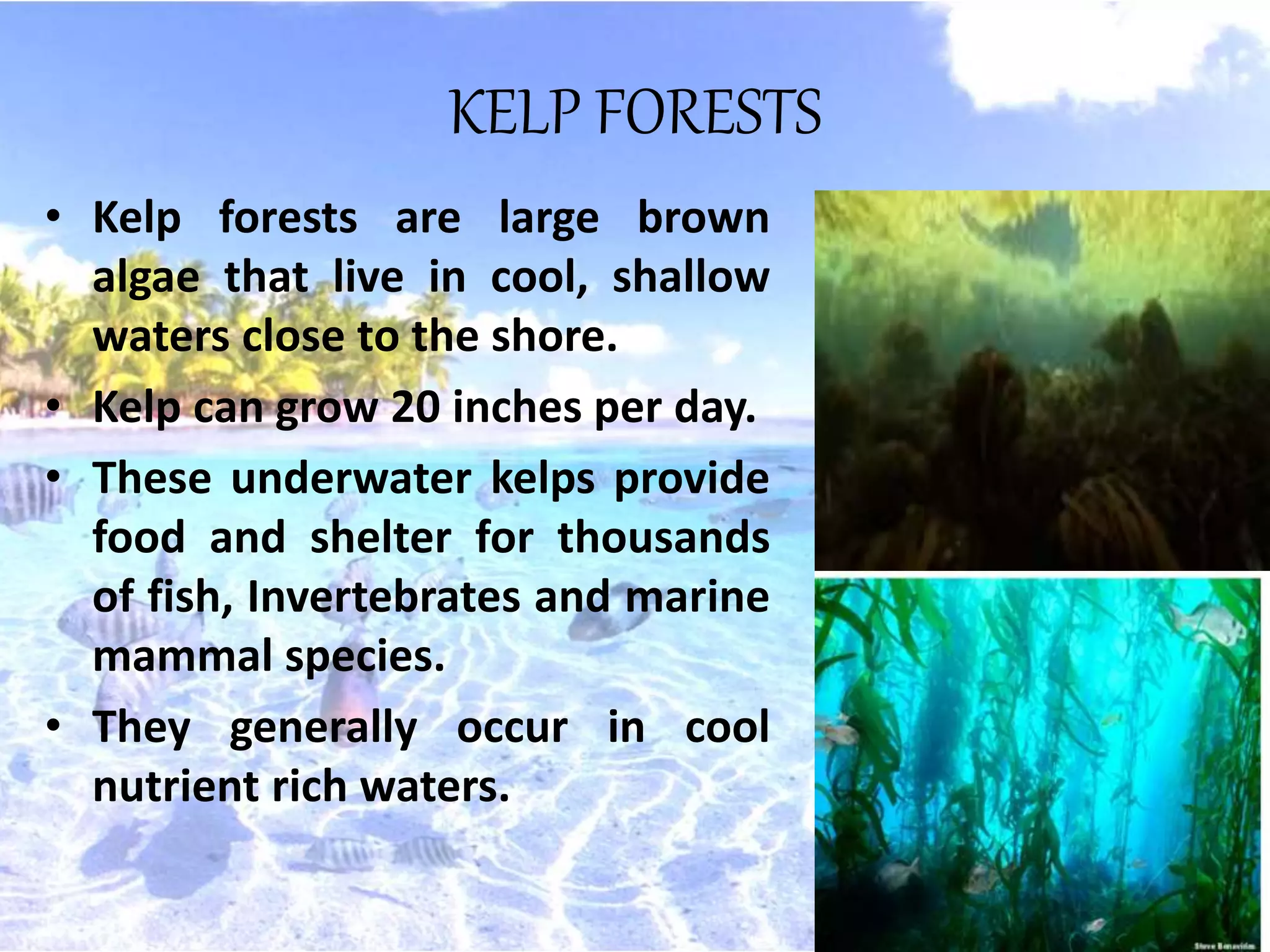 Marine and coastal ecosystems | PPTX