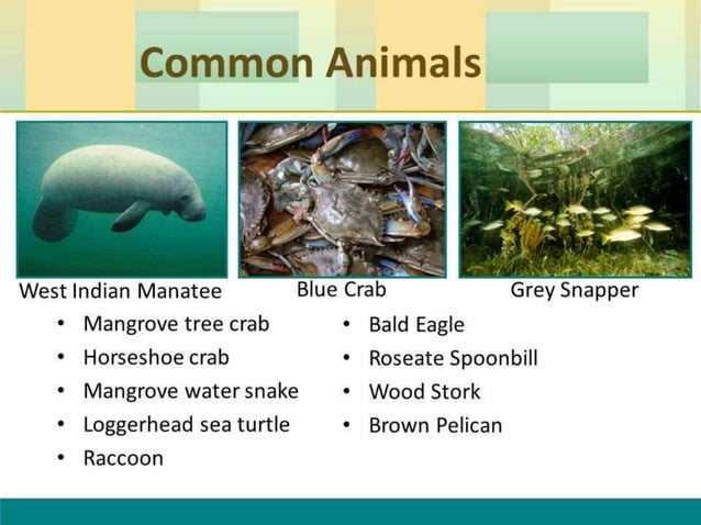 Marine and coastal ecosystems | PPTX