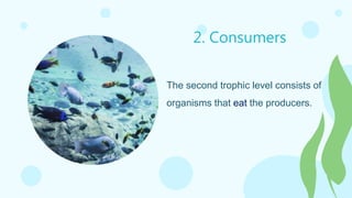 Marine and freshwater ecology understanding the complexities of food ...