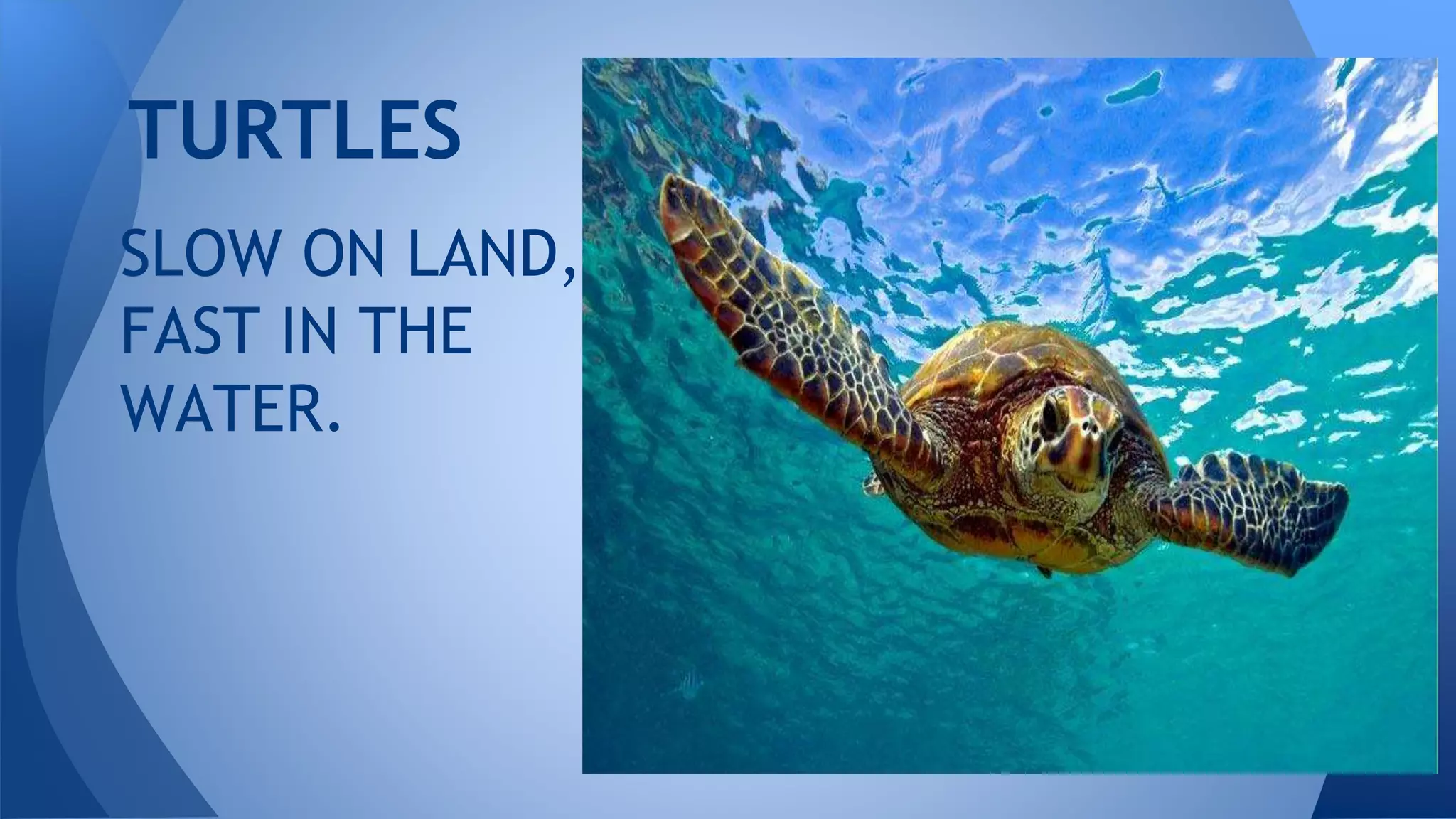 Marine animals | PPT