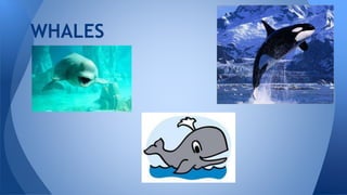 Marine animals | PPT