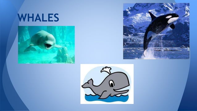 Marine animals | PPT