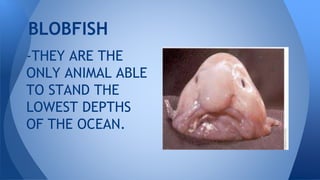 Marine animals | PPTX