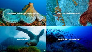 Marine Animals | PPTX