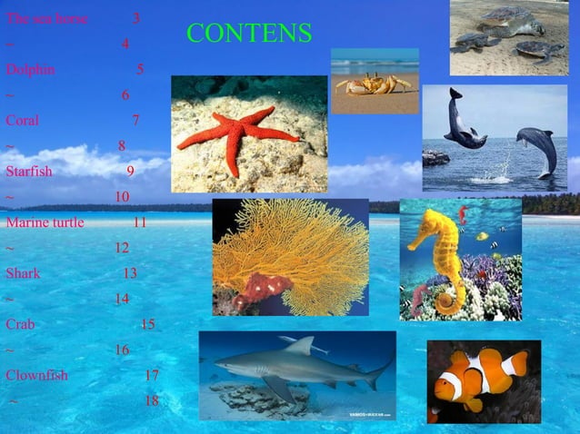 Marine animals | PPT