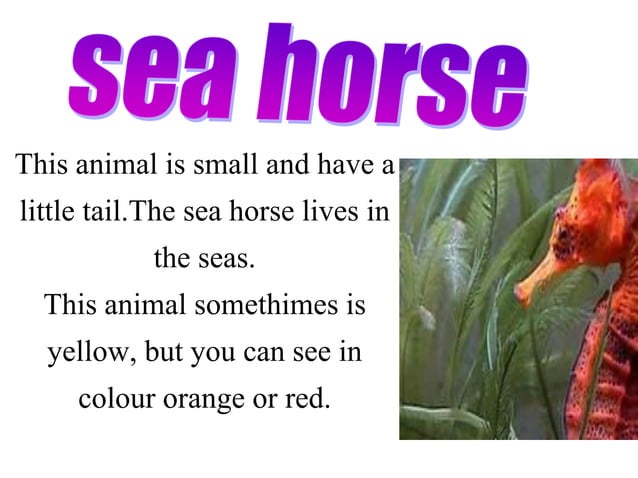 Marine animals | PPT