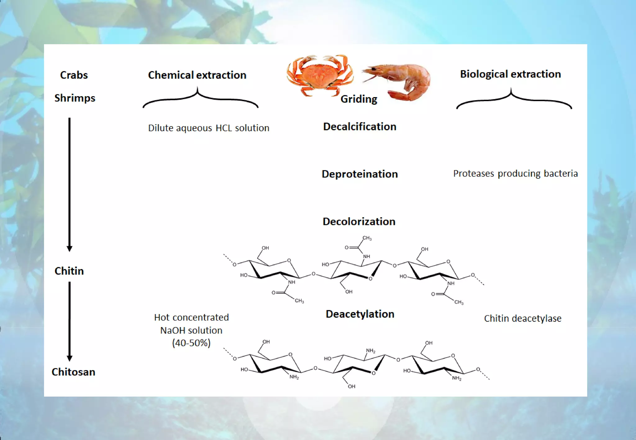 Marine bioactive compounds | PDF