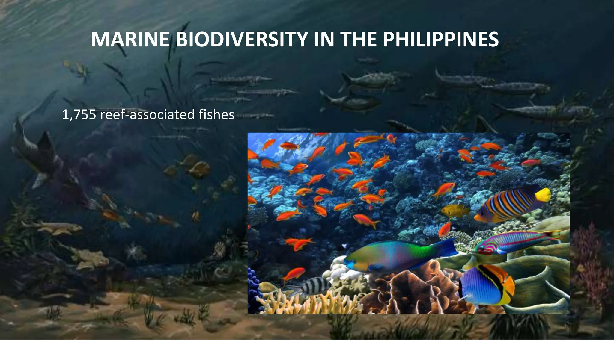 MARINE BIODIVERSITY presentation xx.pptx