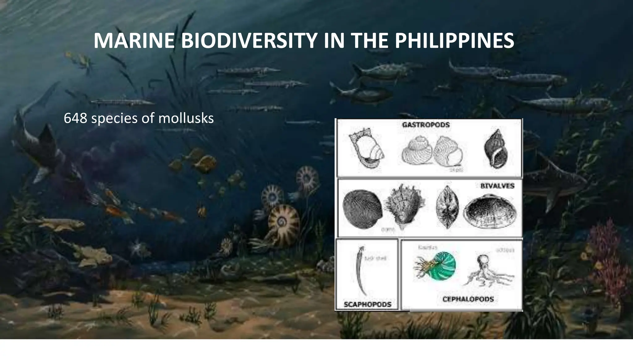 MARINE BIODIVERSITY presentation xx.pptx