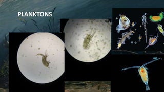 MARINE BIODIVERSITY presentation xx.pptx