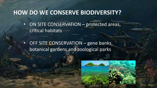 MARINE BIODIVERSITY presentation xx.pptx | Biological Sciences | Science