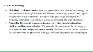 Marine Biotechnology.pptx