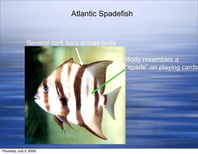 Marine Biology Fish Identification | PDF | Fish and Aquariums | Pets