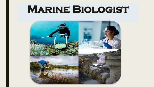 the career Marine biologist presentation | PPTX