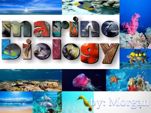 Marine biology | PPT